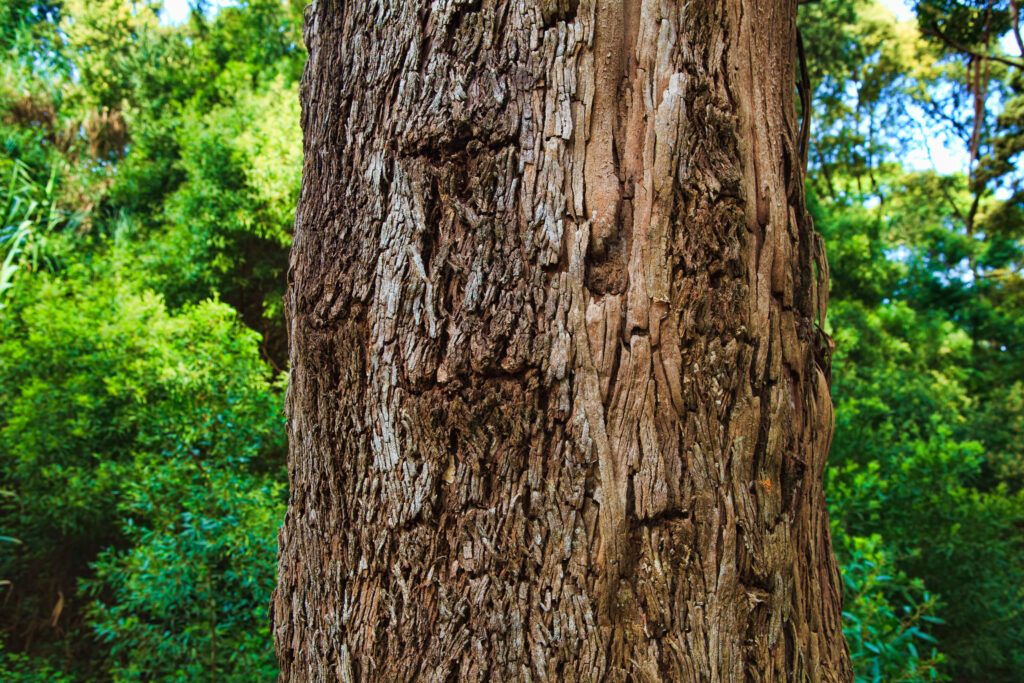 Top Six Tips for Identifying a Hazardous Trees | Our Blog